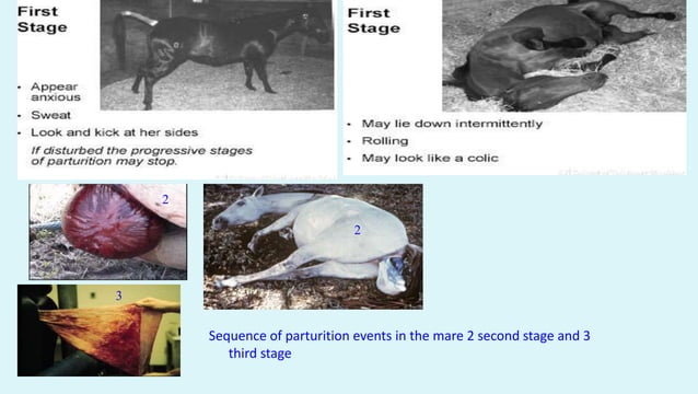 Vet obst lecture 5 Parturition in domestic animals | PPTX