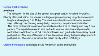 Vet obst lecture 6 Peurperium in domestic animals | PPTX