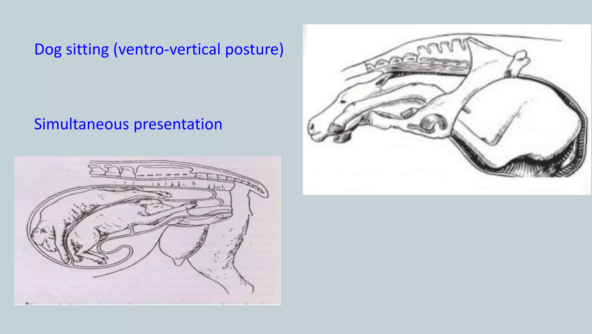 Vet obst lecture 7 Causes of dystocia in farm animals | PPTX