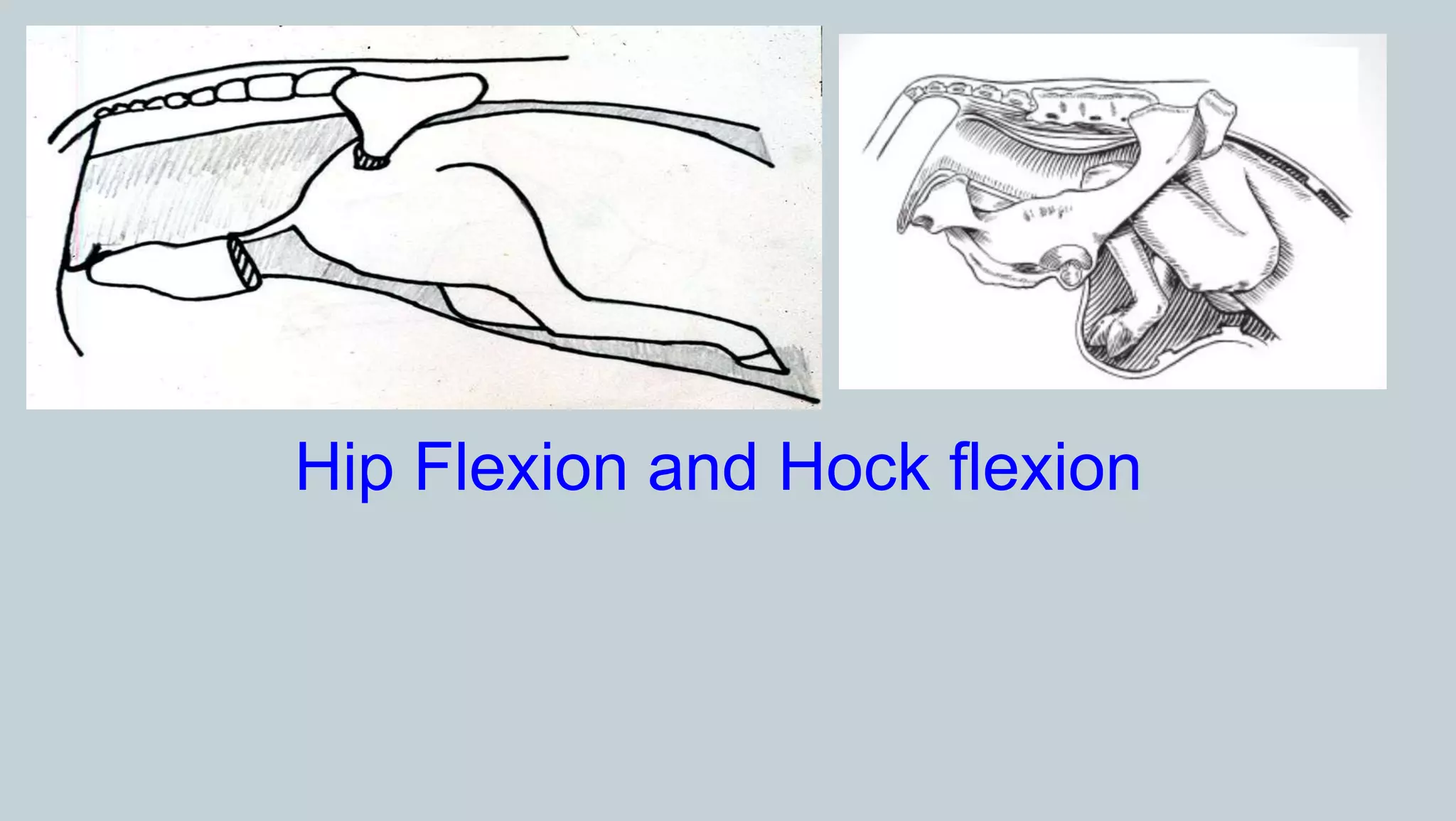 Vet obst lecture 7 Causes of dystocia in farm animals | PPTX
