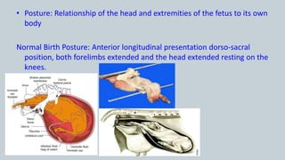 Vet obst lecture 7 Causes of dystocia in farm animals | PPTX