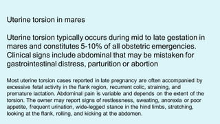 Vet obst lecture 8 Uterine torsion in domestic animals | PDF