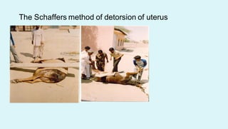 Vet obst lecture 8 Uterine torsion in domestic animals | PDF