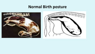 Vet obst lecture 9 Obstetrical operations | PDF