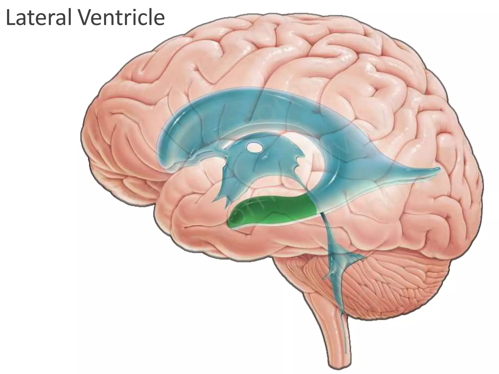 Vetricles of brain final.pptx
