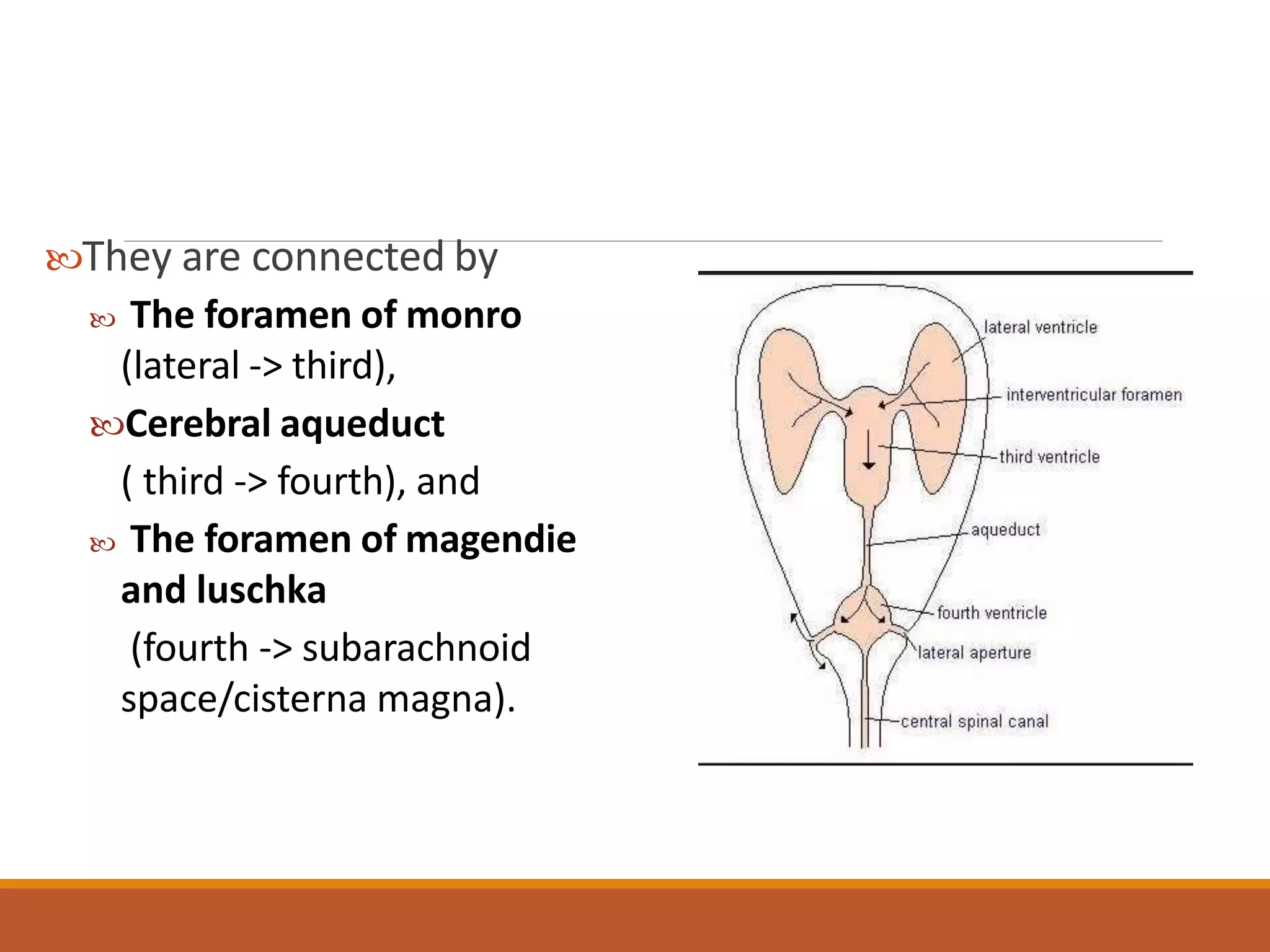 Vetricles of brain final.pptx