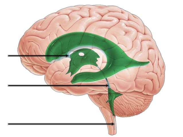 Vetricles of brain final.pptx