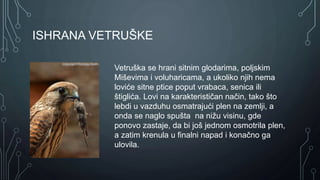 Vetruska, Jakov Martinović | PPTX