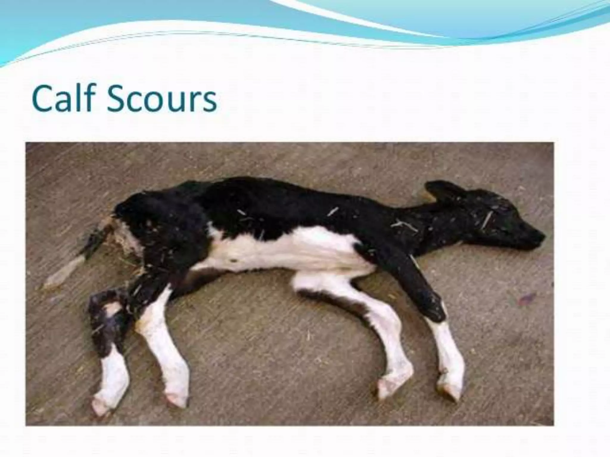 disease management in livestock and its prevention | PPTX