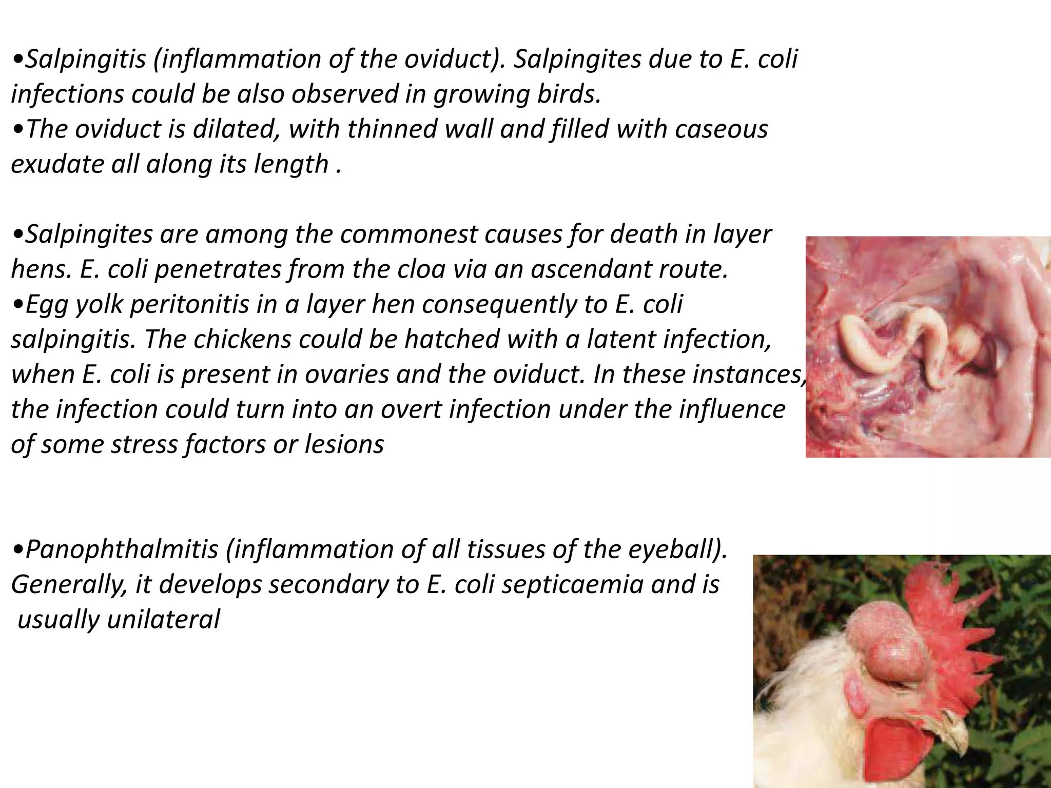 disease management in livestock and its prevention | PPTX