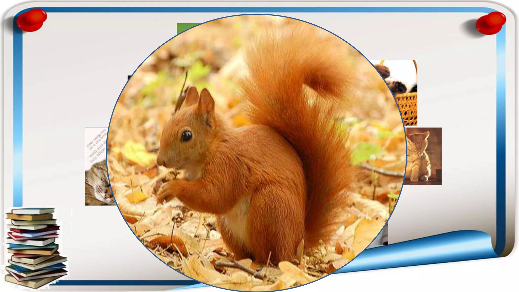 Veverita descriere eseu_cerinte | PPT