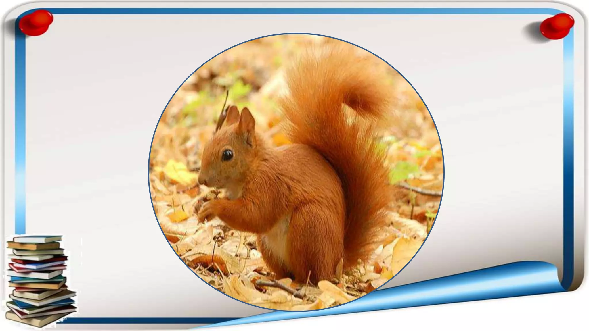 Veverita descriere eseu_cerinte | PPT