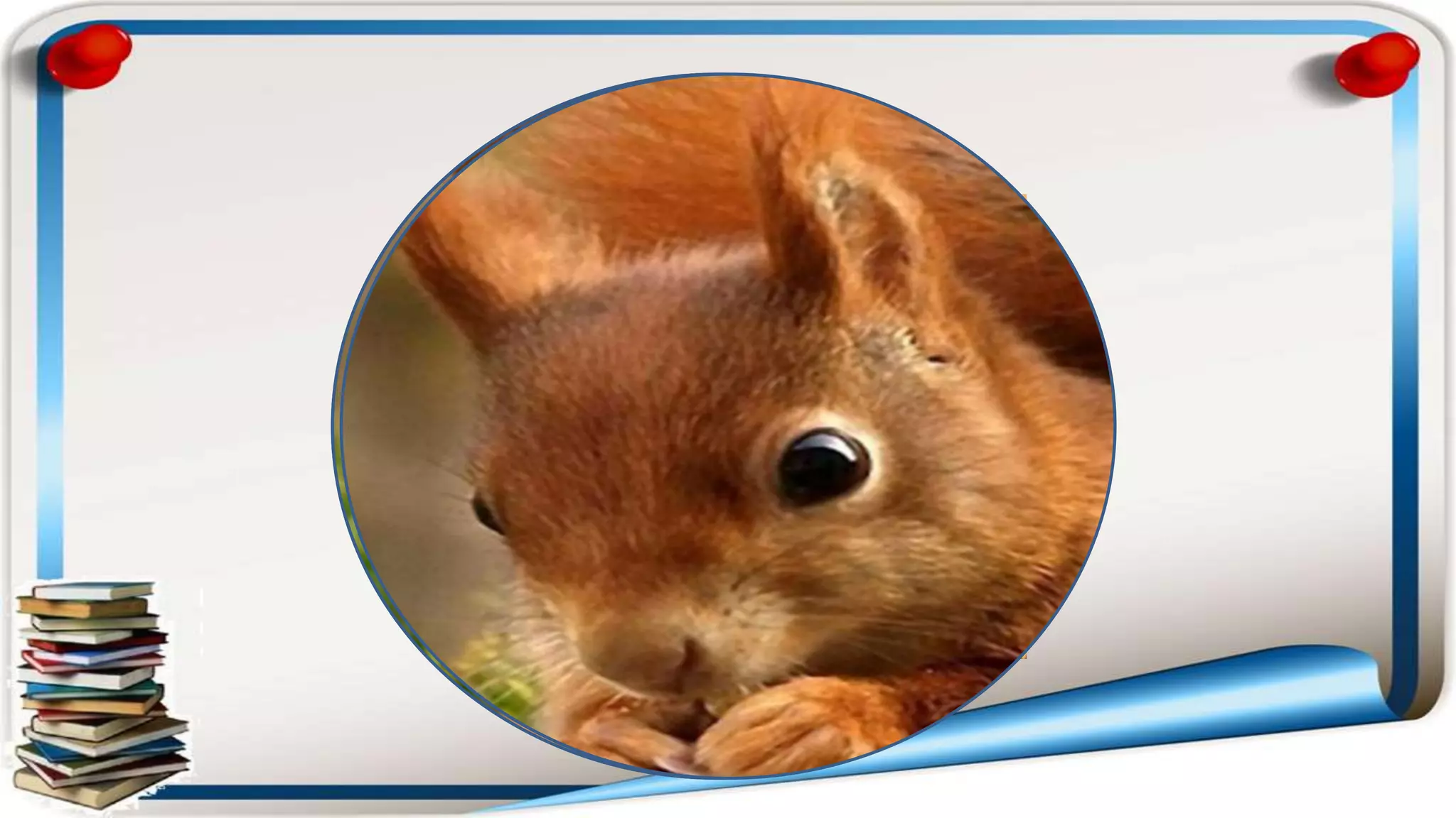 Veverita descriere eseu_cerinte | PPT