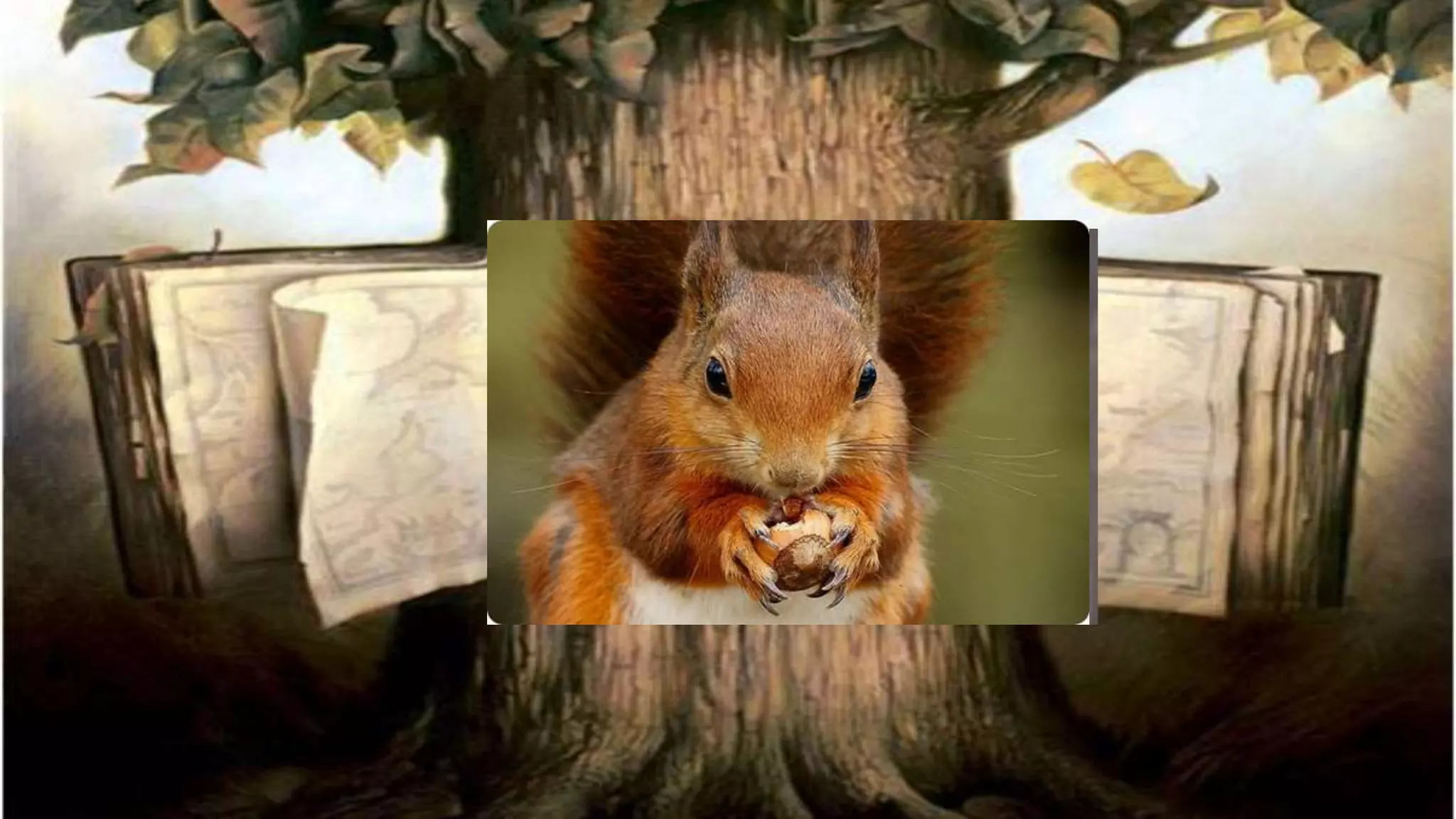 Veverita descriere eseu_cerinte | PPT