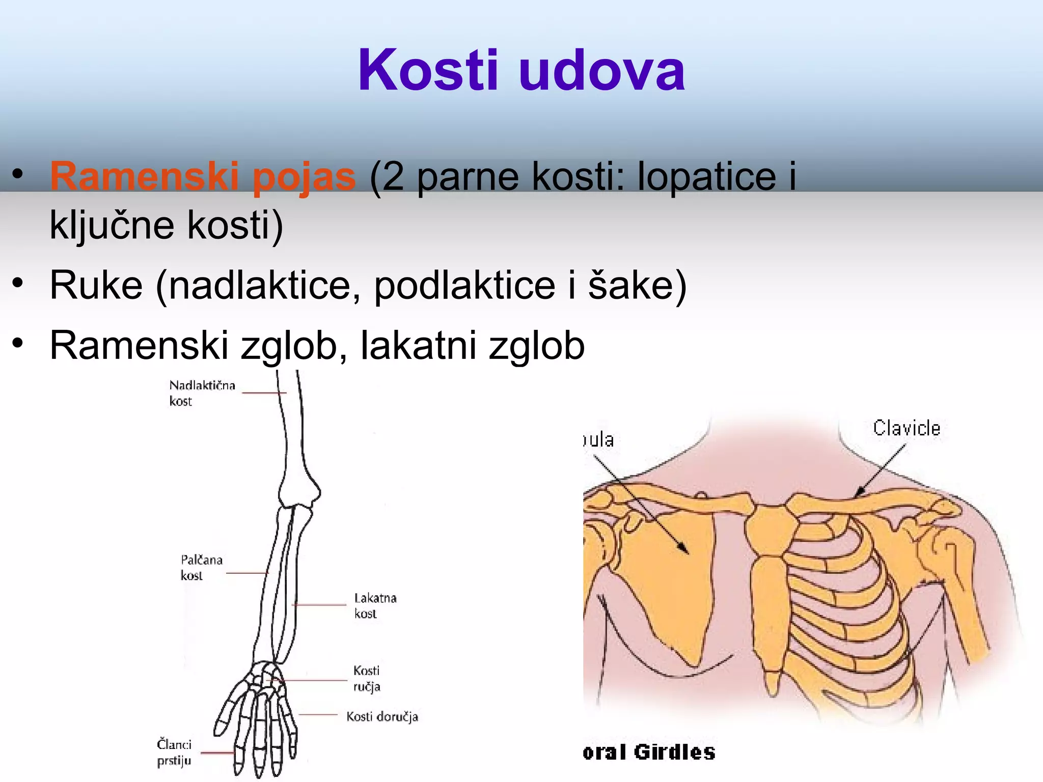 Skeletni sistem; veze izmedju kostiju | PPT