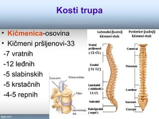 Skeletni sistem; veze izmedju kostiju | PPT