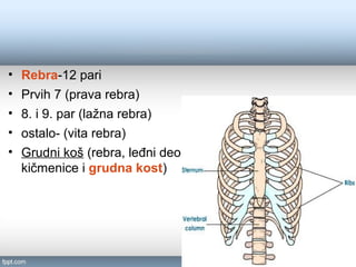Skeletni sistem; veze izmedju kostiju | PPT