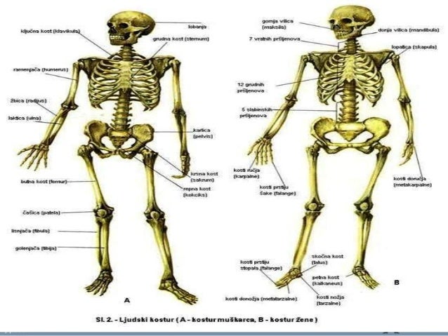 Skeletni sistem; veze izmedju kostiju
