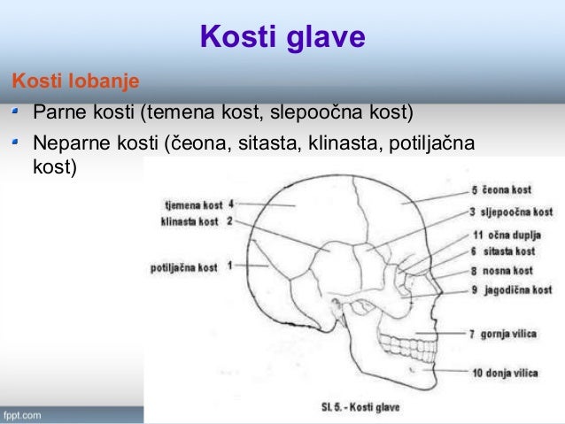 Skeletni sistem; veze izmedju kostiju