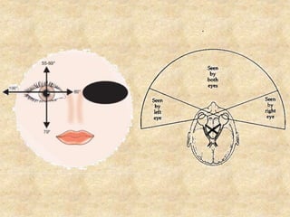 visual field analysis | PPTX