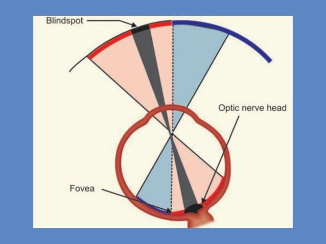 VF in glaucoma.pptx