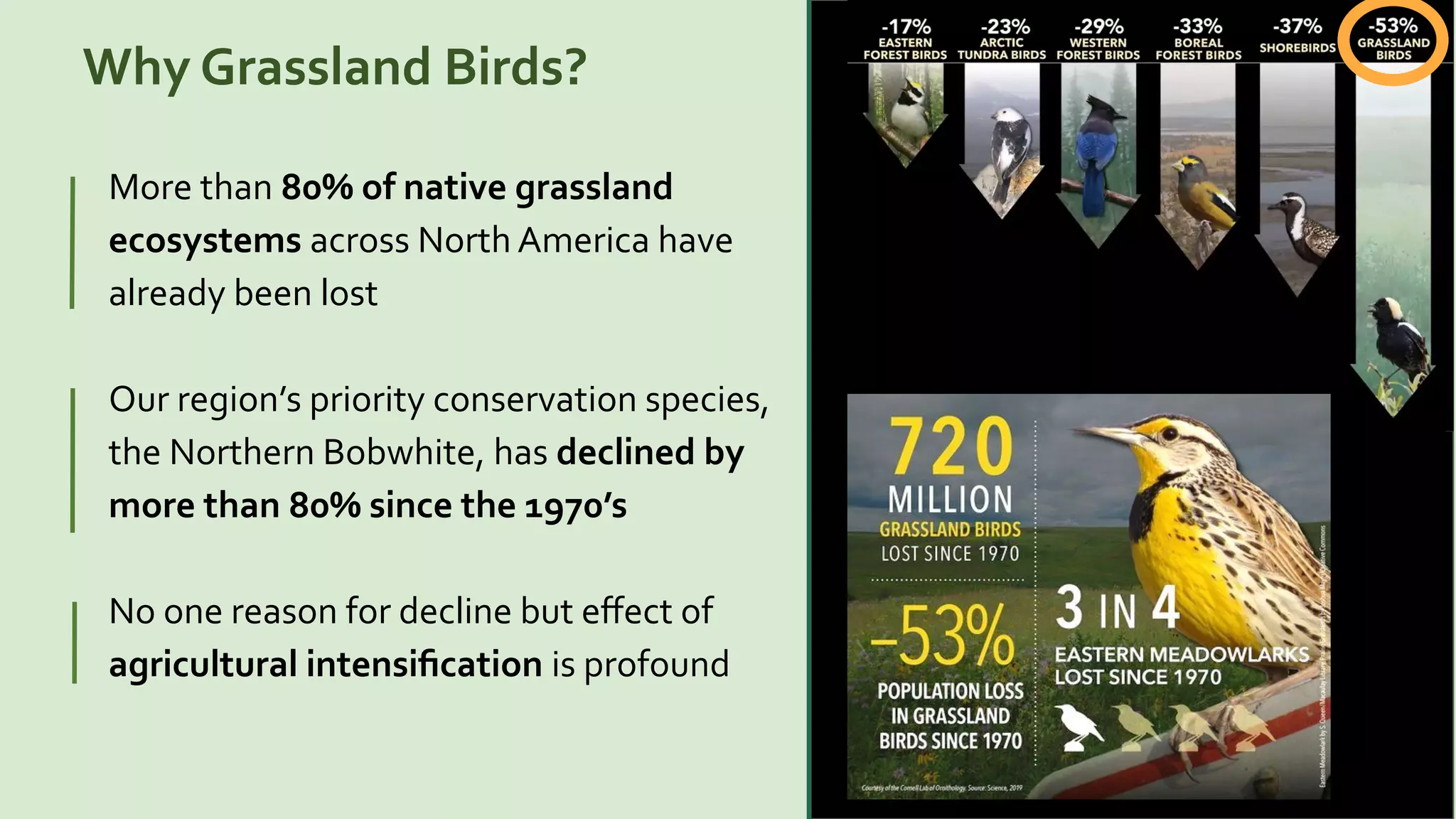 Virginia Grassland Bird Initiative | PDF