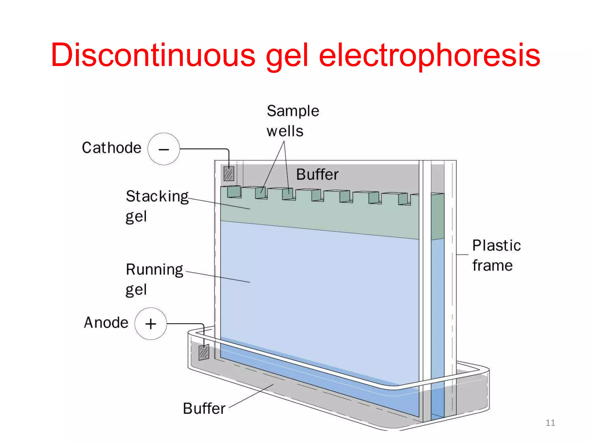 Vertical Gel Electrophoresis (SDS-PAGE) | PPTX