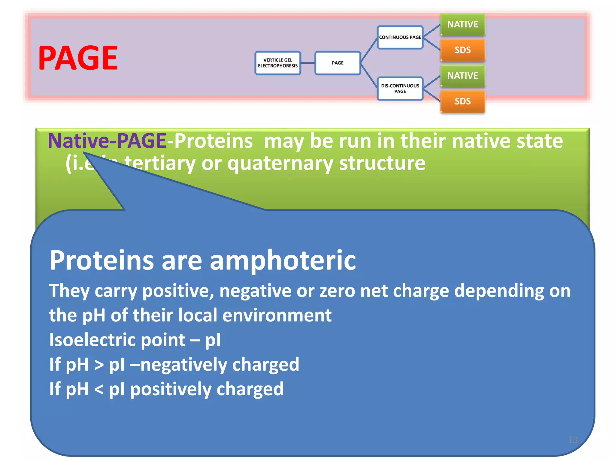 Vertical Gel Electrophoresis (SDS-PAGE) | PPTX