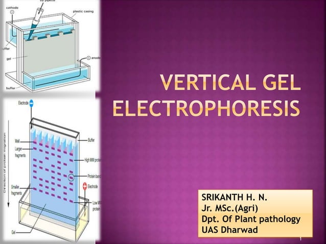 Vertical Gel Electrophoresis (SDS-PAGE) | PPTX | Chemistry | Science