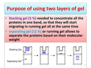 Vertical Gel Electrophoresis (SDS-PAGE) | PPTX