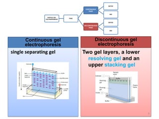Vertical Gel Electrophoresis (SDS-PAGE) | PPTX