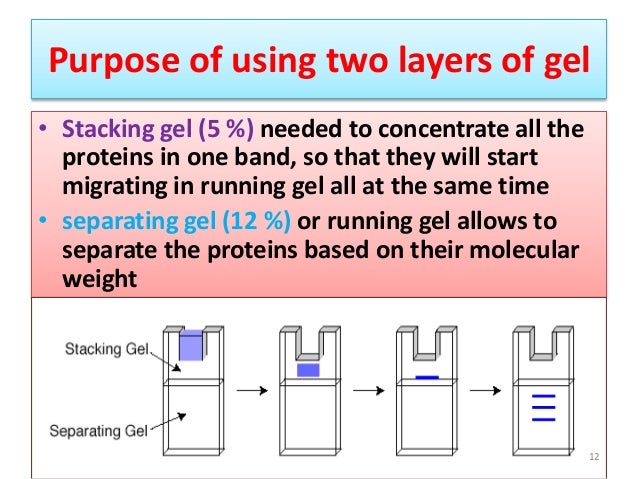 8 Polyacrylamide Gel Recipe Dna | Besto Blog