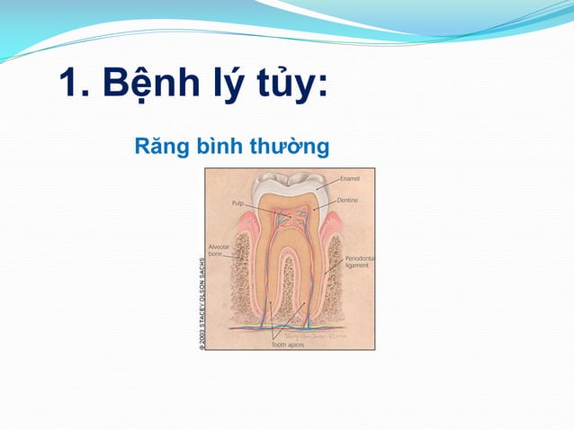 BỆNH LÝ TỦY VÀ VÙNG QUANH CHÓP | PDF