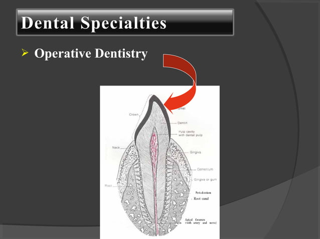 Introduction to Dentistry 1 | PPT | Dental Health | Diseases and Conditions