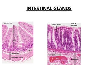 Small intestine-Sathyananthini | PPT