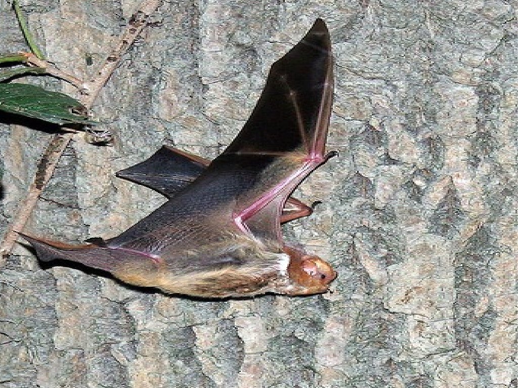 Eastern Red Bat by Anant