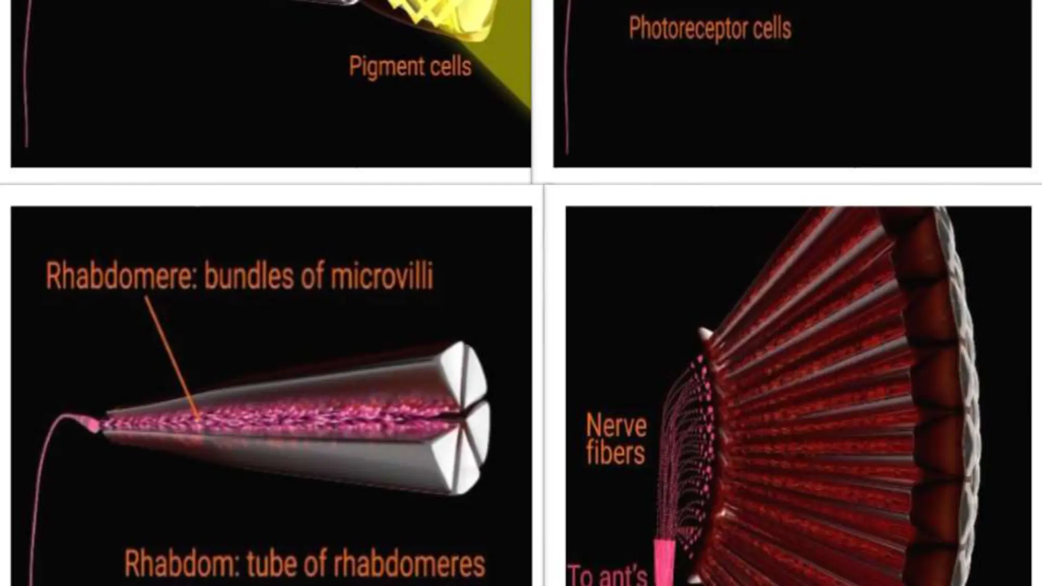 Vision In Arthropods Using Hexagonal Shaped Ommatidium Presentation | PPTX