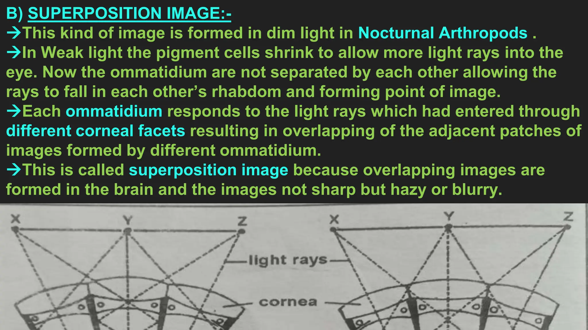 Vision In Arthropods Using Hexagonal Shaped Ommatidium Presentation | PPTX