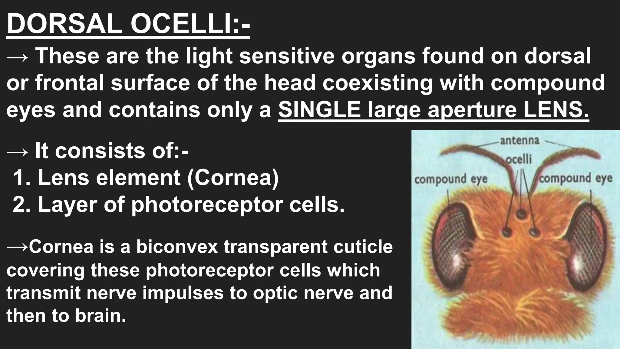 Vision In Arthropods Using Hexagonal Shaped Ommatidium Presentation | PPTX