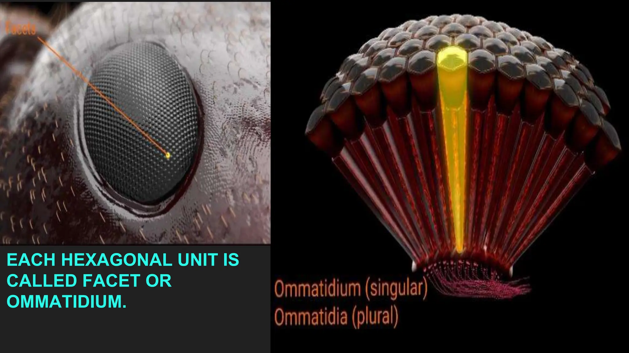 Vision In Arthropods Using Hexagonal Shaped Ommatidium Presentation | PPTX