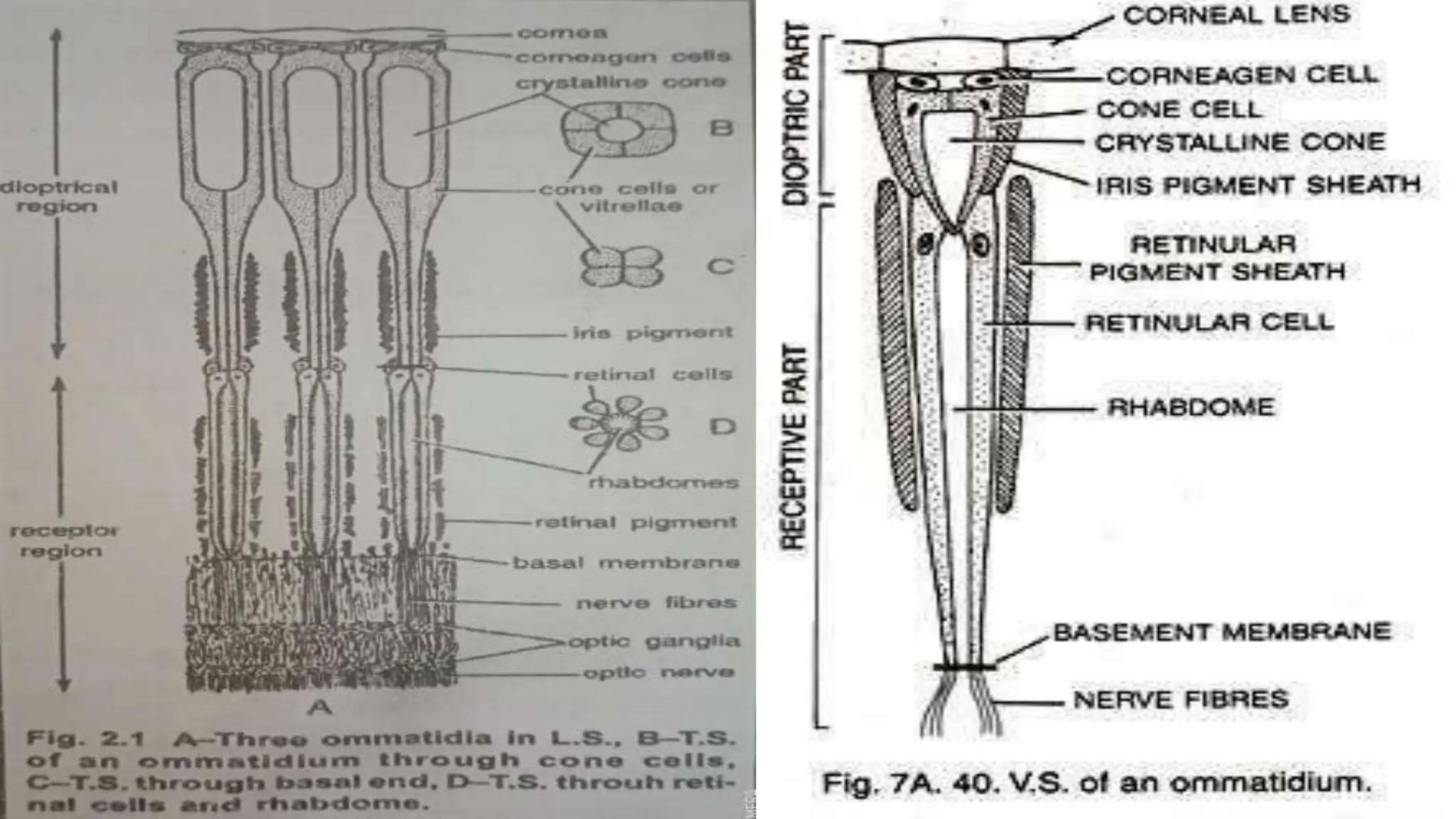 Vision In Arthropods Using Hexagonal Shaped Ommatidium Presentation | PPTX