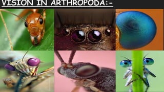 Vision In Arthropods Using Hexagonal Shaped Ommatidium Presentation | PPTX