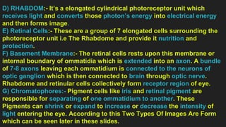 Vision In Arthropods Using Hexagonal Shaped Ommatidium Presentation | PPTX