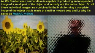 Vision In Arthropods Using Hexagonal Shaped Ommatidium Presentation | PPTX