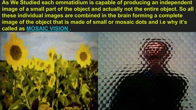 Vision In Arthropods Using Hexagonal Shaped Ommatidium Presentation | PPTX