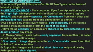 Vision In Arthropods Using Hexagonal Shaped Ommatidium Presentation | PPTX
