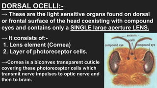 Vision In Arthropods Using Hexagonal Shaped Ommatidium Presentation | PPTX