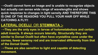 Vision In Arthropods Using Hexagonal Shaped Ommatidium Presentation | PPTX