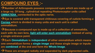 Vision In Arthropods Using Hexagonal Shaped Ommatidium Presentation | PPTX