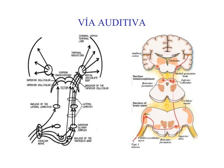 Via auditiva aferente y eferente